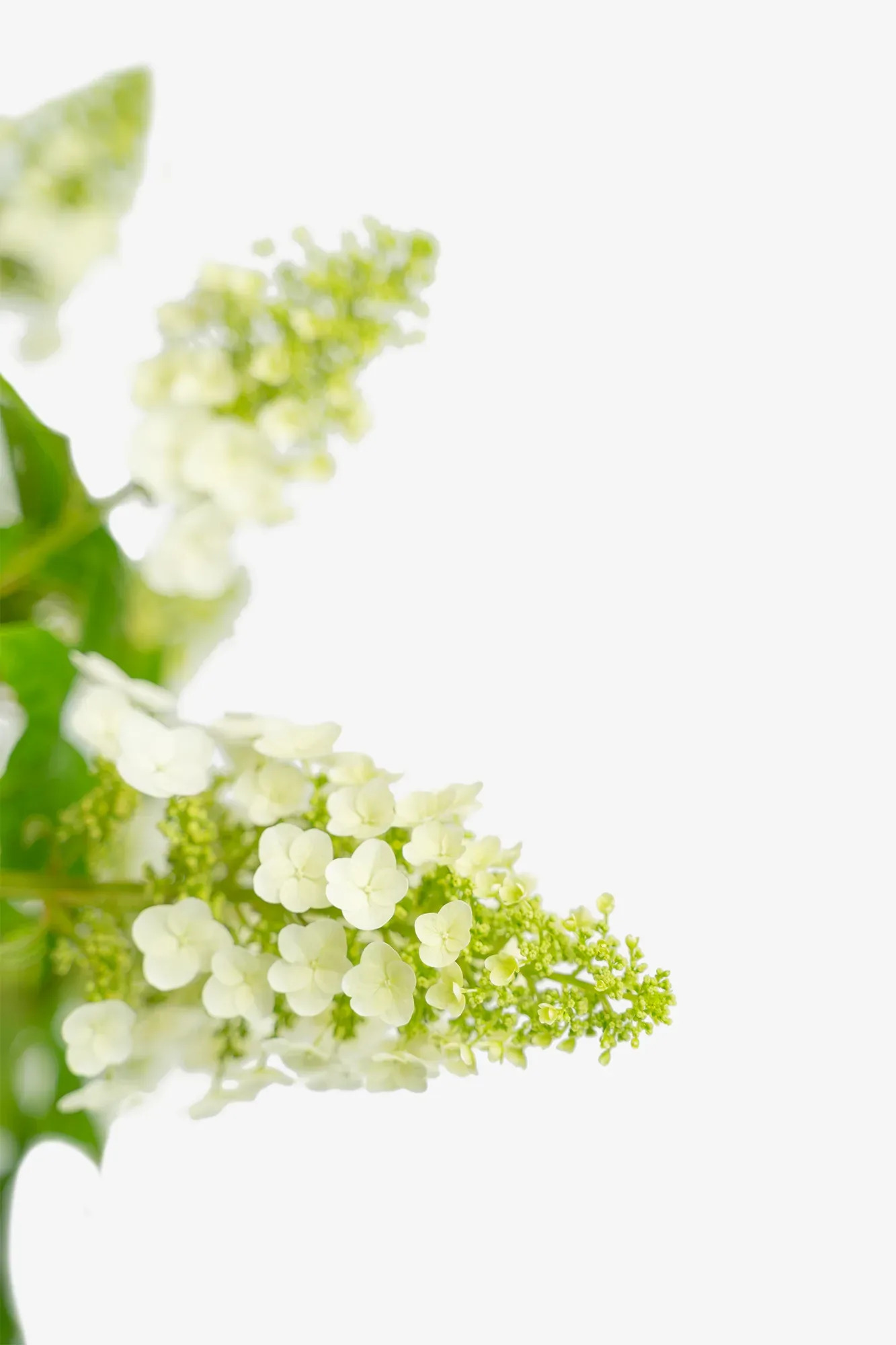 Ruby Slippers Hydrangea For Sale Online | The Tree Center