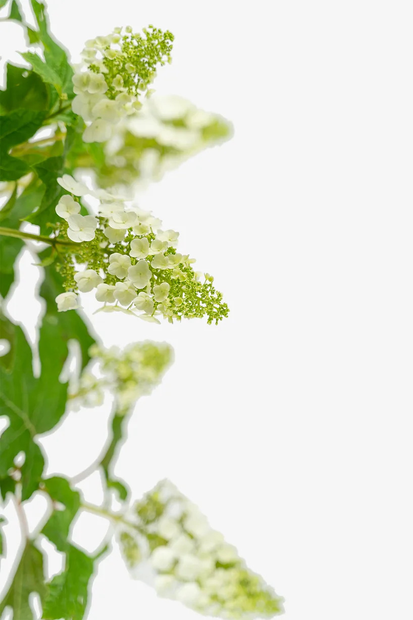 Ruby Slippers Hydrangea For Sale Online | The Tree Center