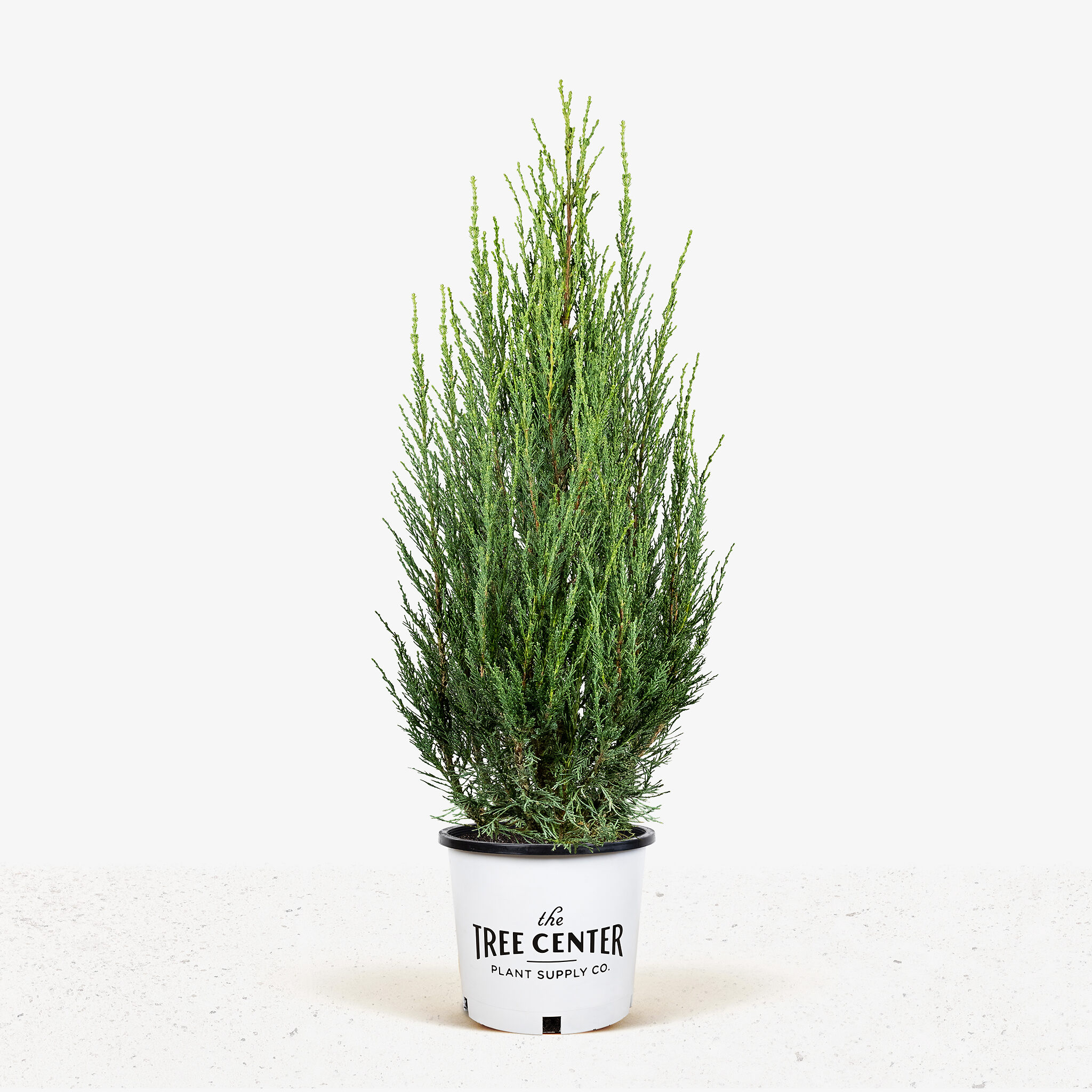 Skyrocket Juniper For Sale Online | The Tree Center