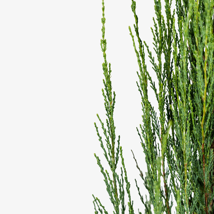Skyrocket Juniper For Sale Online | The Tree Center
