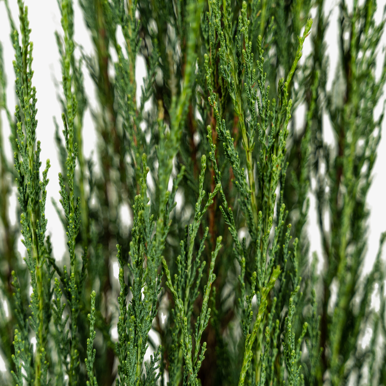 Skyrocket Juniper For Sale Online The Tree Center