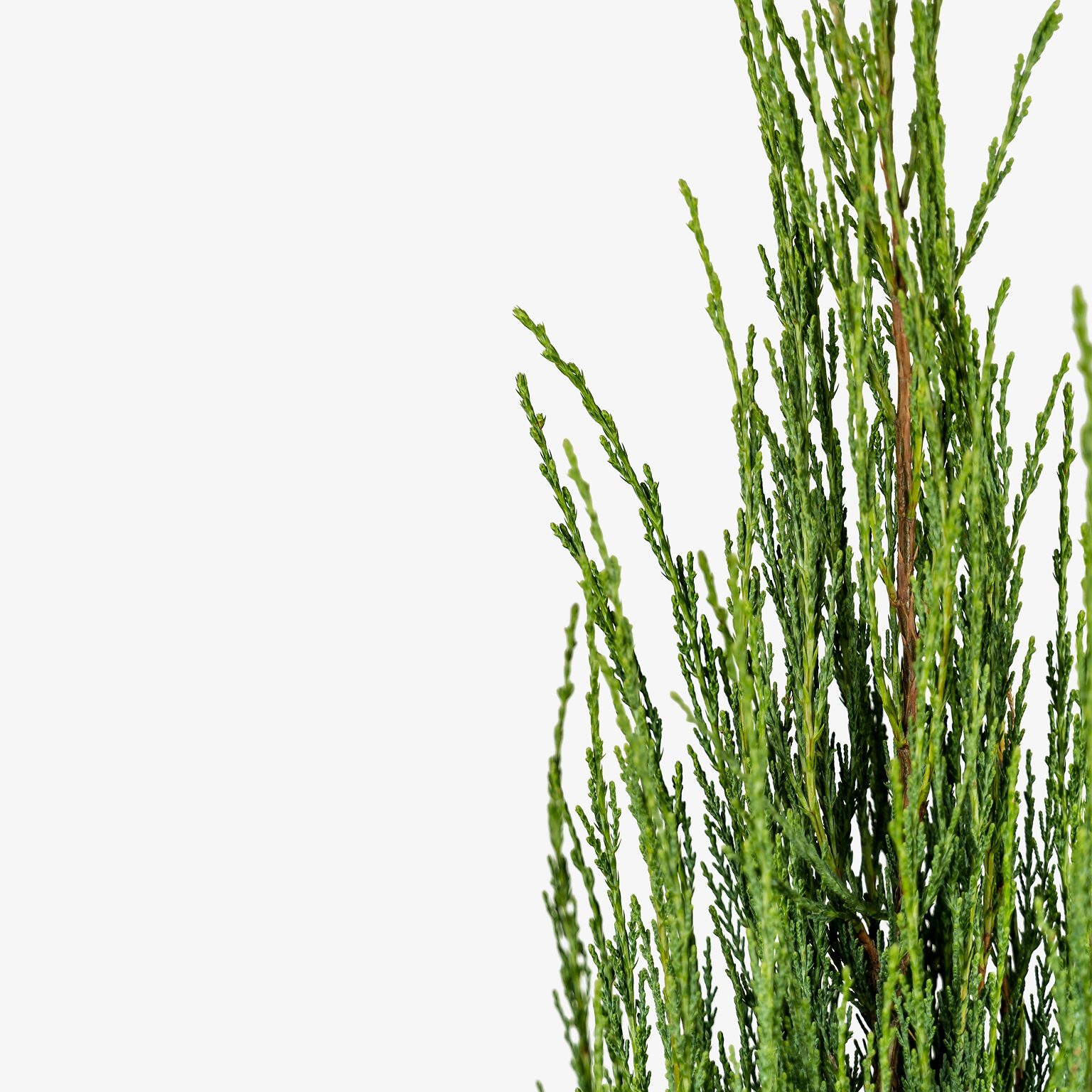 Skyrocket Juniper For Sale Online | The Tree Center