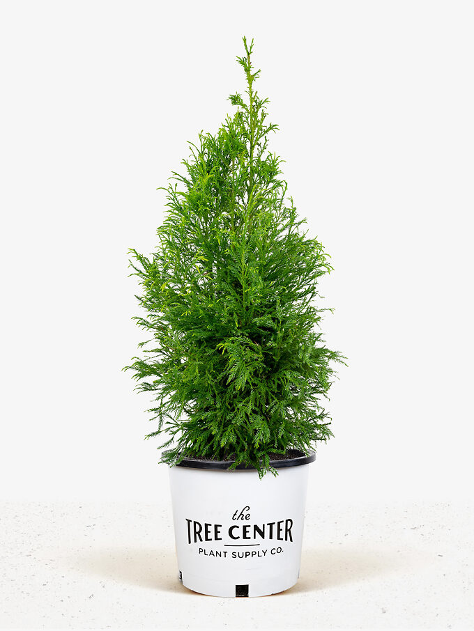 Dwarf Globe Japanese Cedar Trees For Sale | The Tree Center