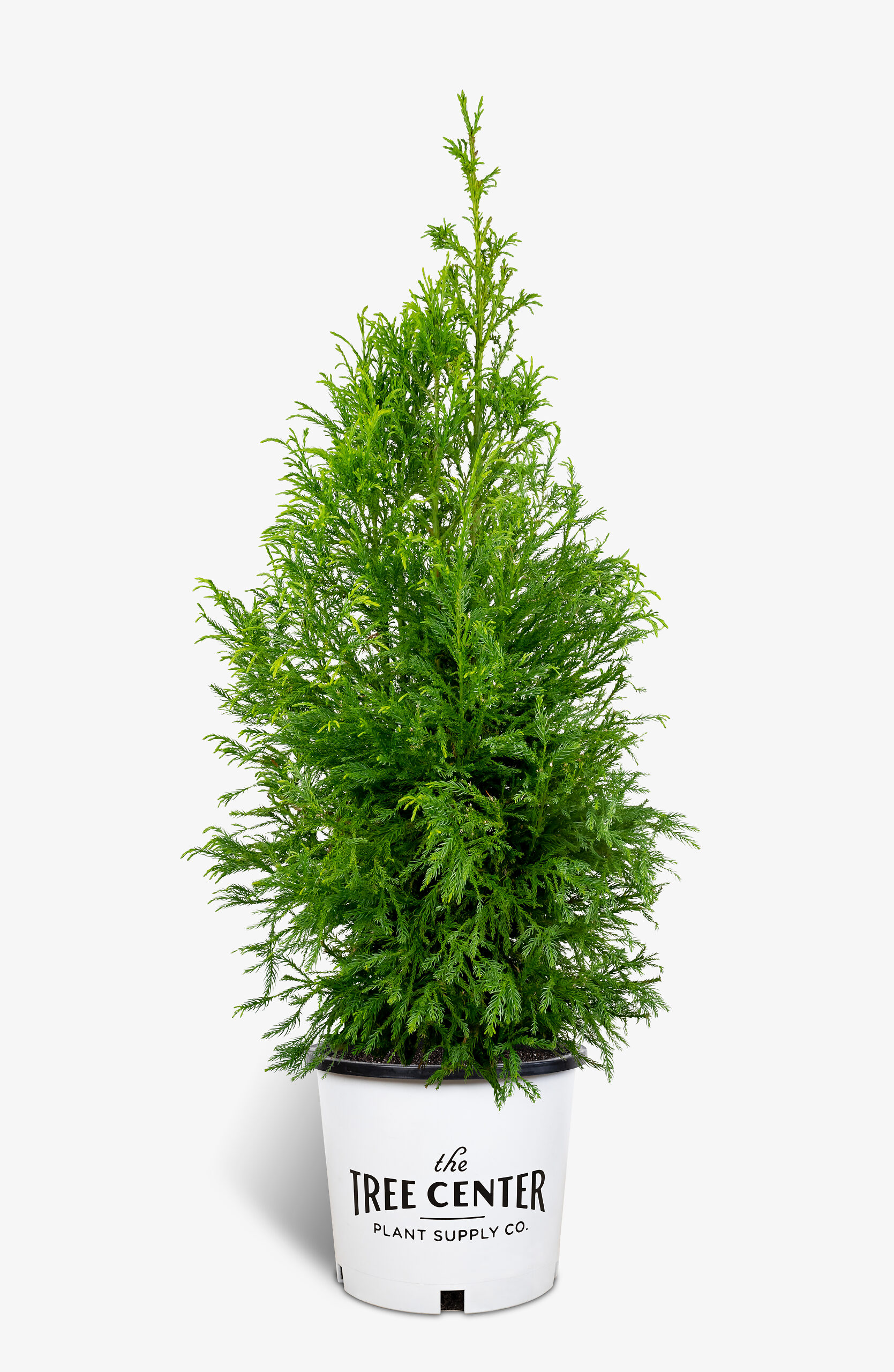 Yoshino Japanese Cryptomeria For Sale Online | The Tree Center
