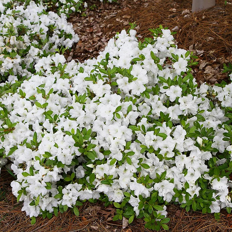 Autumn Angel Encore Azalea For Sale Online | The Tree Center
