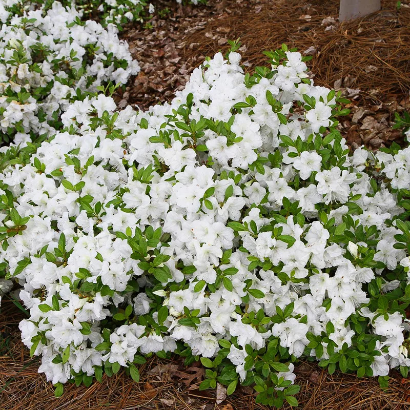 Autumn Angel Encore Azalea For Sale Online | The Tree Center