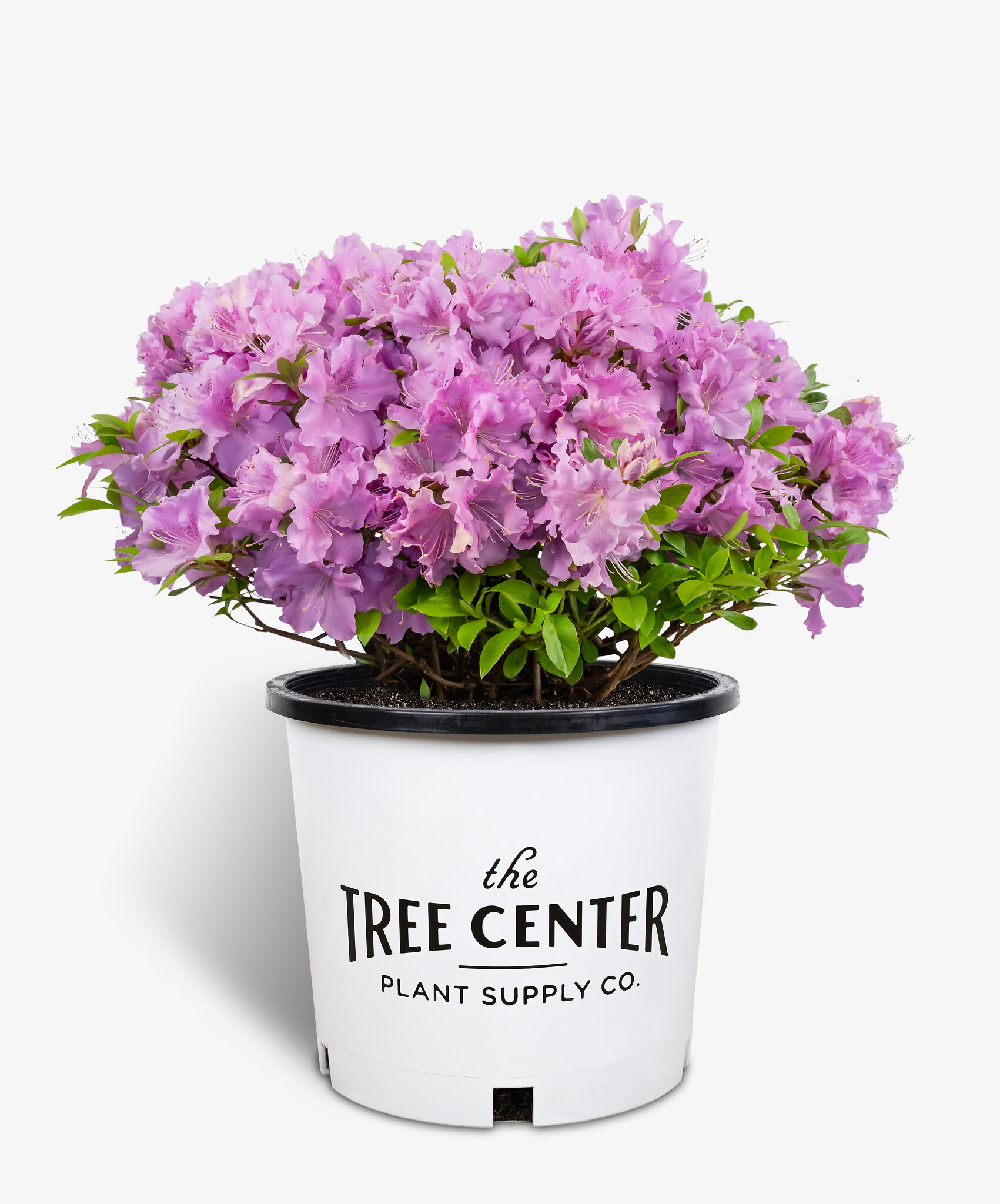 Buy Autumn Lilac Encore Azalea For Sale | The Tree Center