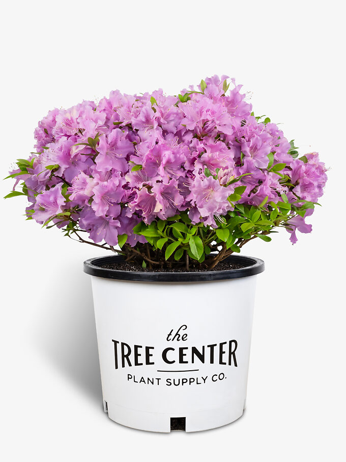 Autumn Empress Encore Azalea For Sale Online | The Tree Center