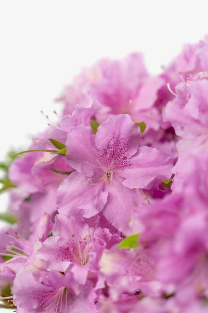 Buy Autumn Lilac Encore Azalea For Sale | The Tree Center