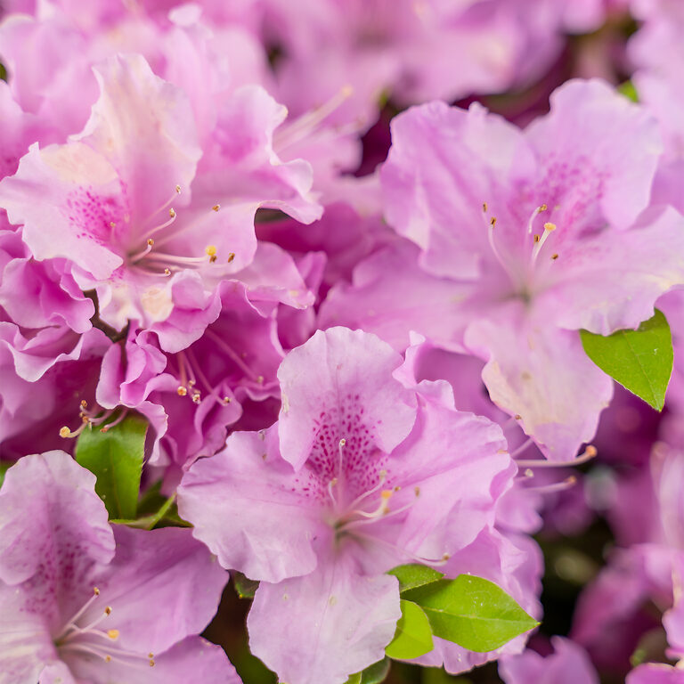 Buy Autumn Lilac Encore Azalea For Sale | The Tree Center