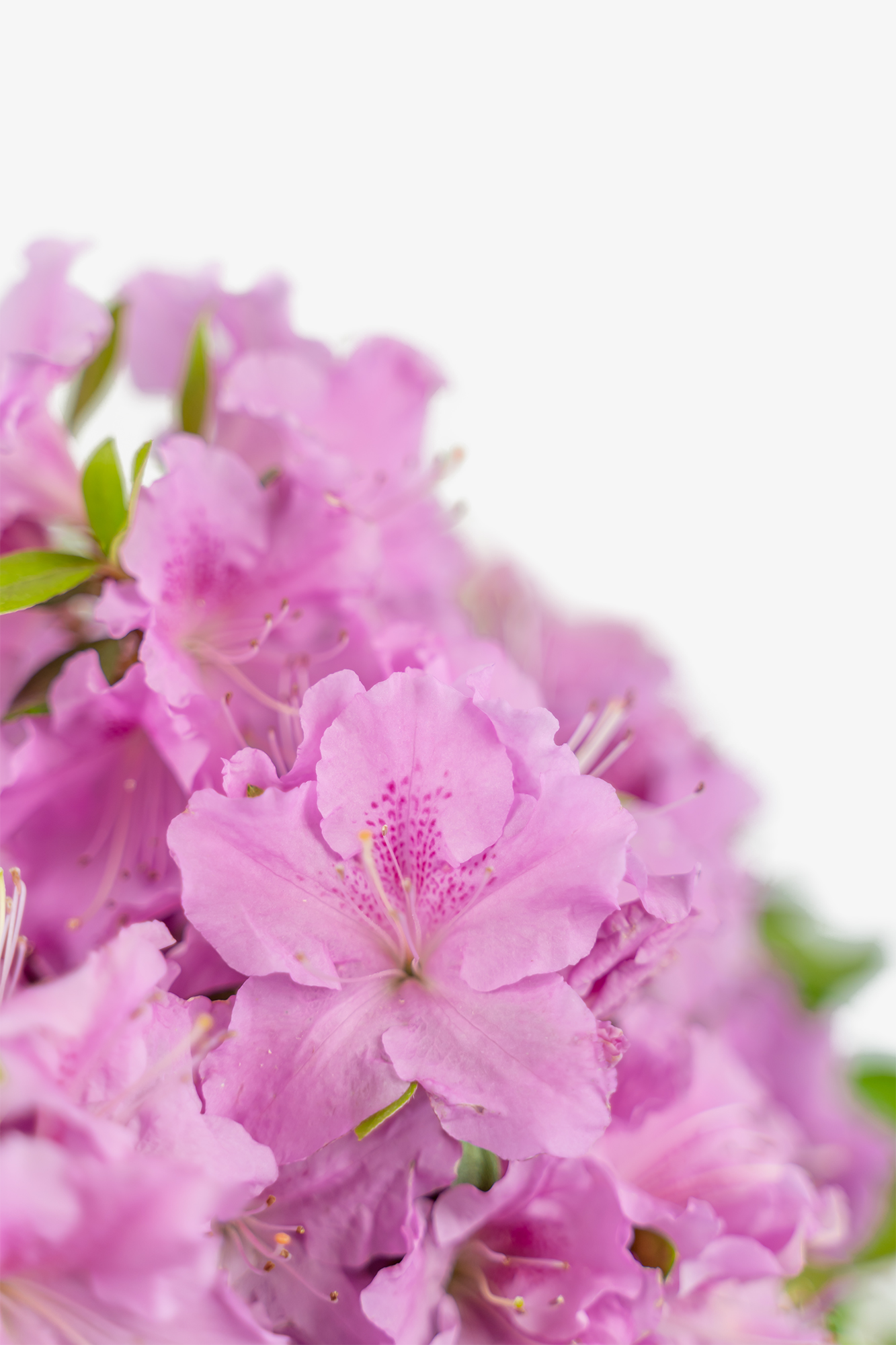 Buy Autumn Lilac Encore Azalea For Sale | The Tree Center
