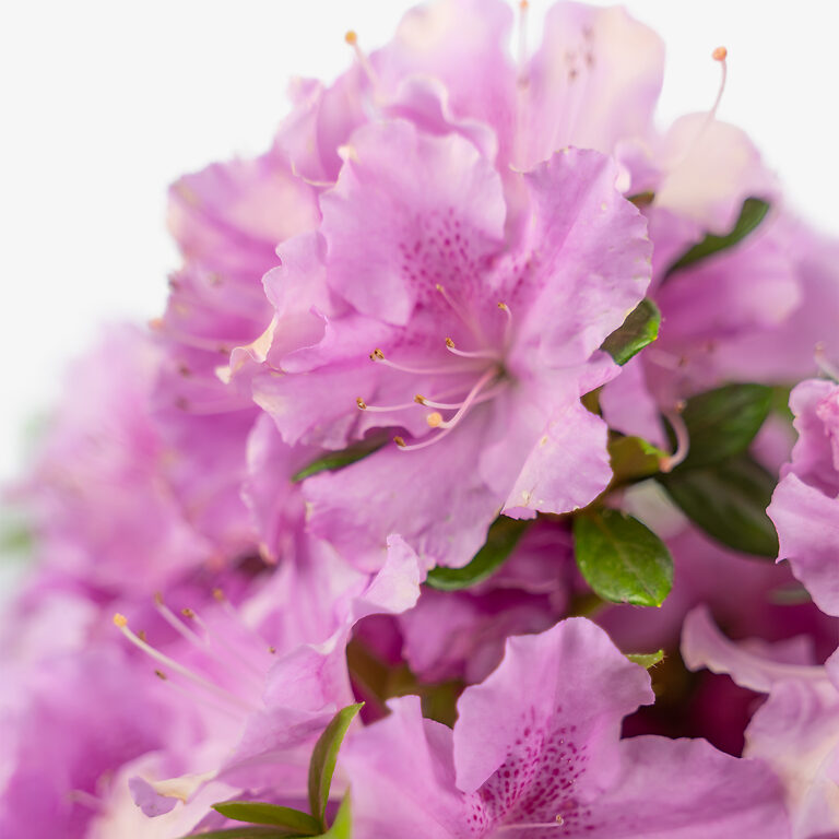 Buy Autumn Lilac Encore Azalea For Sale | The Tree Center