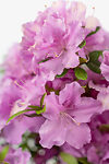 Buy Autumn Lilac Encore Azalea For Sale | The Tree Center