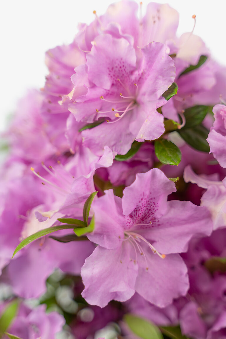 Buy Autumn Lilac Encore Azalea For Sale | The Tree Center