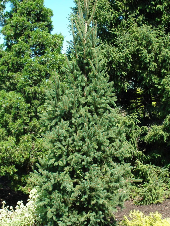 Dwarf Serbian Spruce Shrubs For Sale Online | The Tree Center