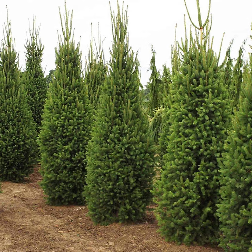 Columnar Norway Spruce Trees For Sale | The Tree Center