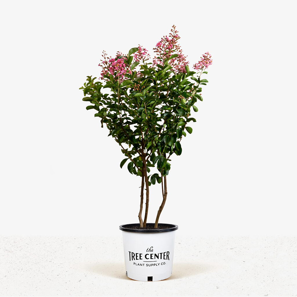 Sioux Crape Myrtle For Sale Online | The Tree Center