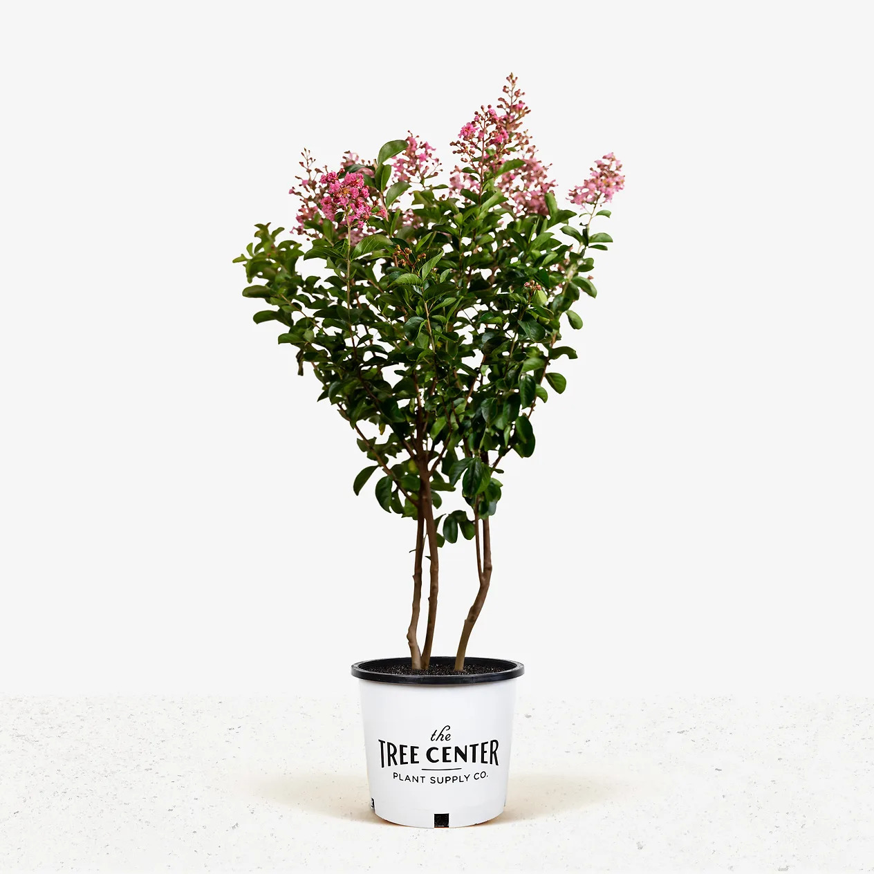 Sioux Crape Myrtle For Sale Online | The Tree Center