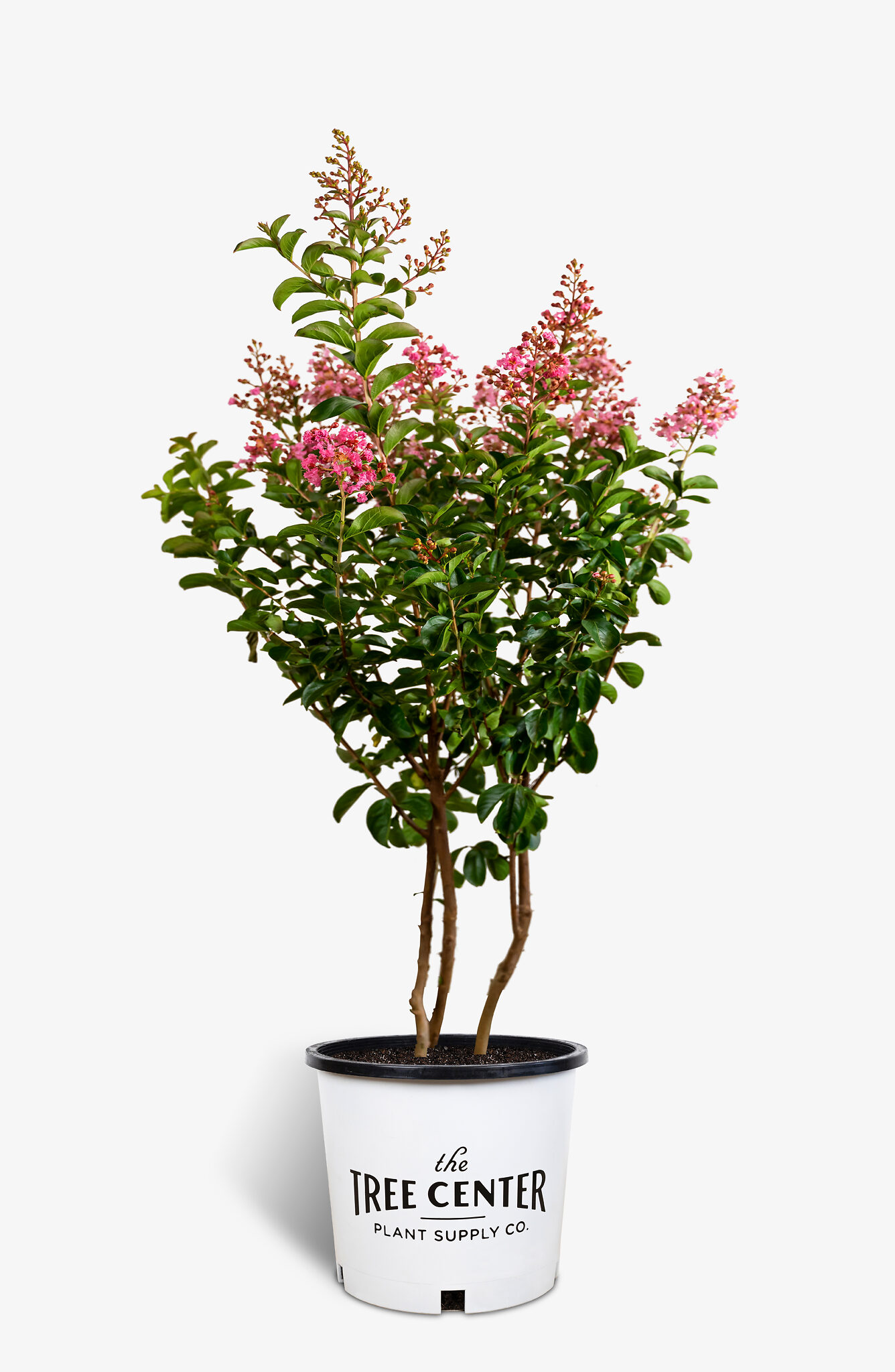Sioux Crape Myrtle For Sale Online | The Tree Center