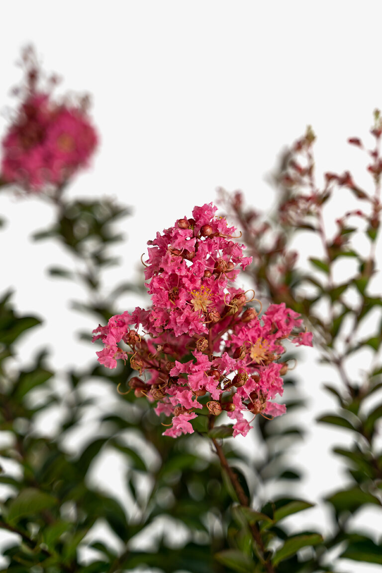 Sioux Crape Myrtle For Sale Online | The Tree Center