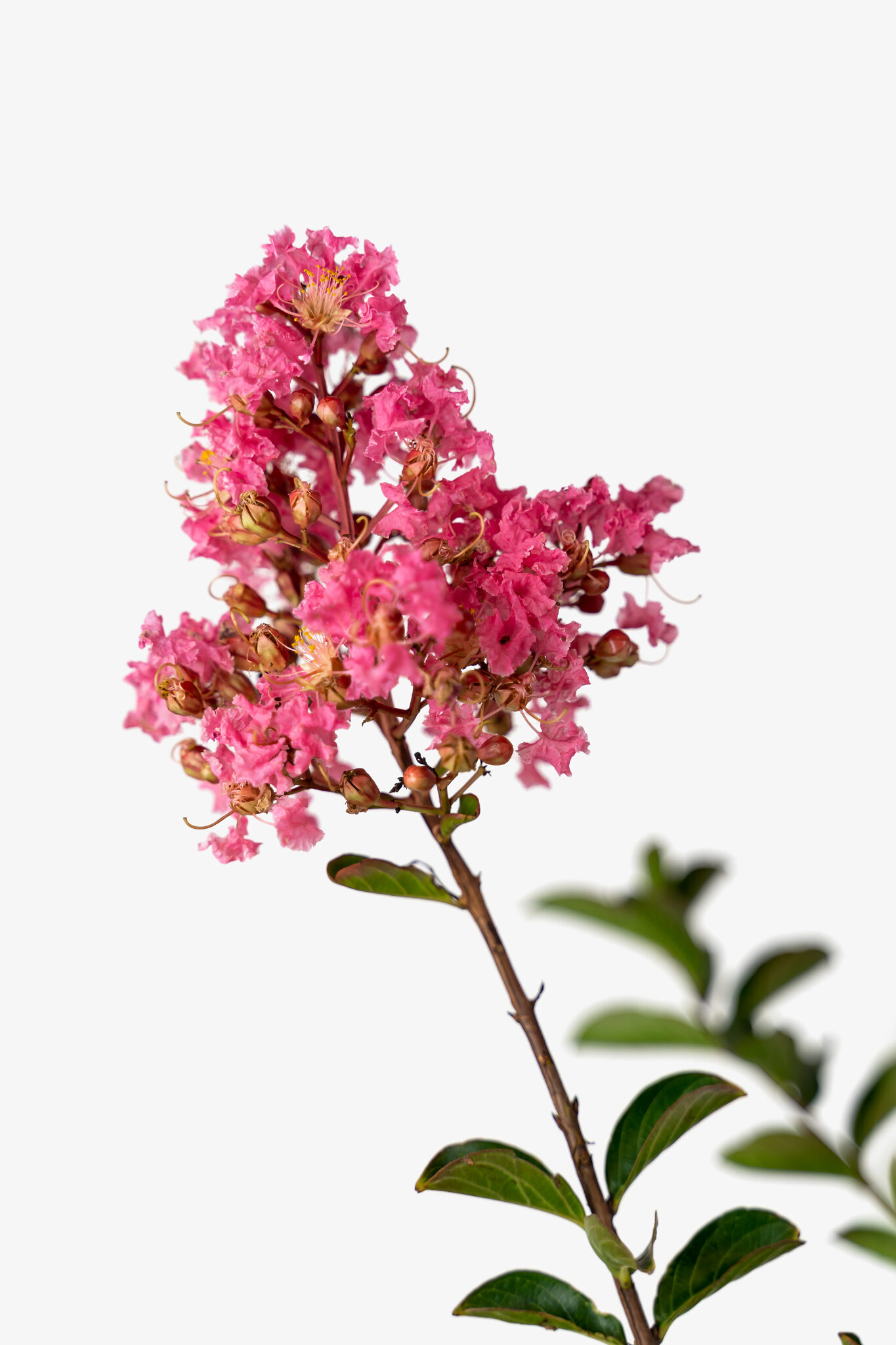 Sioux Crape Myrtle For Sale Online | The Tree Center