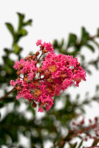 Sioux Crape Myrtle For Sale Online | The Tree Center