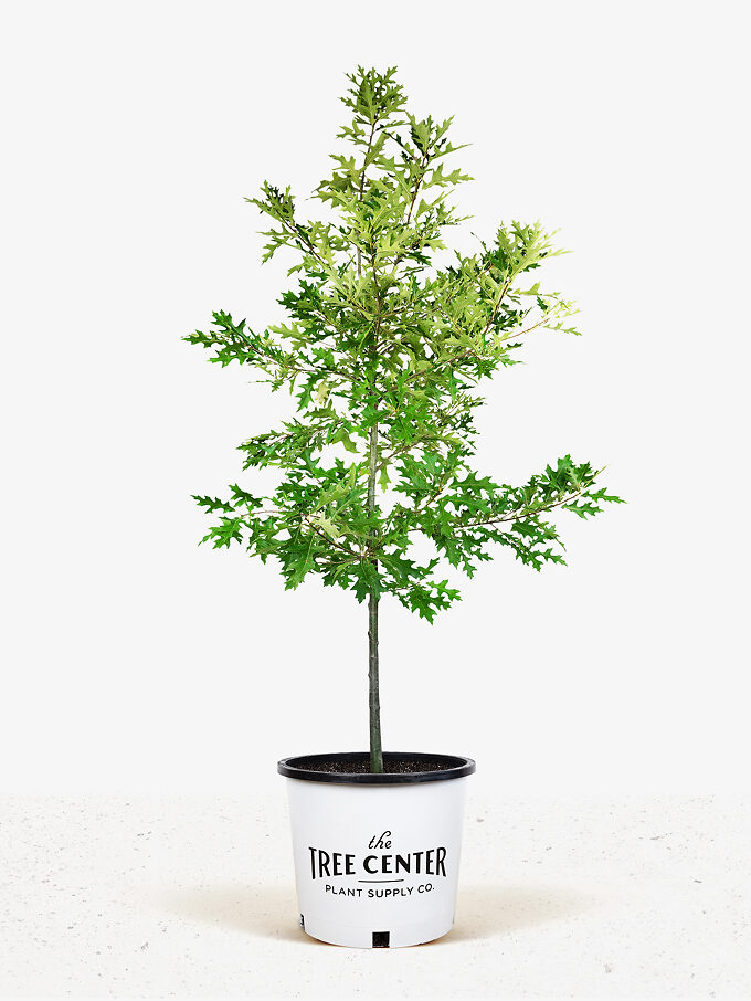 Common Types of Tree Fungus | Learn to Identify Tree Fungus