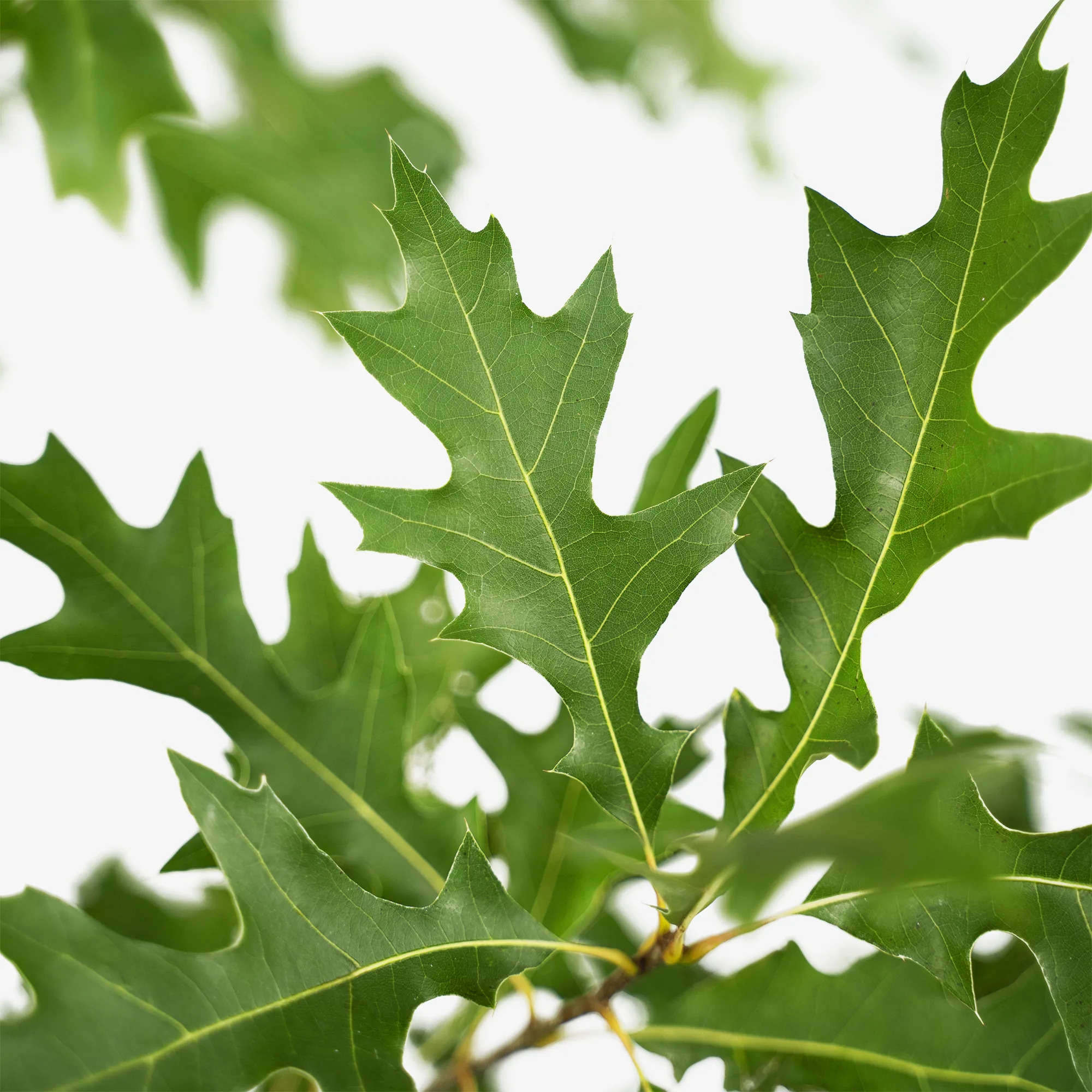 Pin Oak For Sale Online | The Tree Center