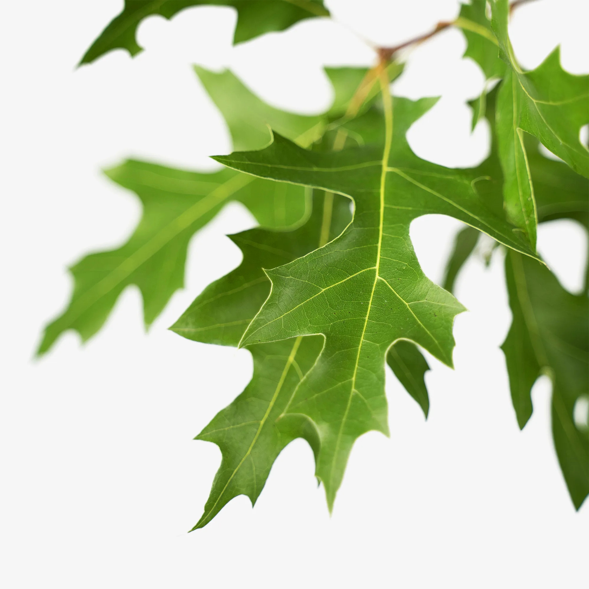 Pin Oak For Sale Online | The Tree Center