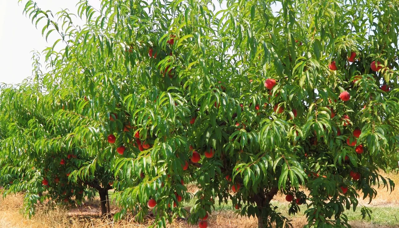 How To Grow Peach Trees | The Tree Center