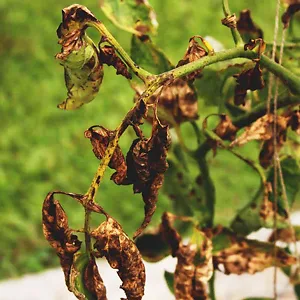 Maple Tree Diseases - Common Problems with Maples | The Tree Center™