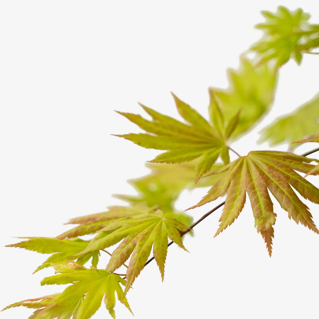 Buy Autumn Moon Japanese Maple For Sale | The Tree Center