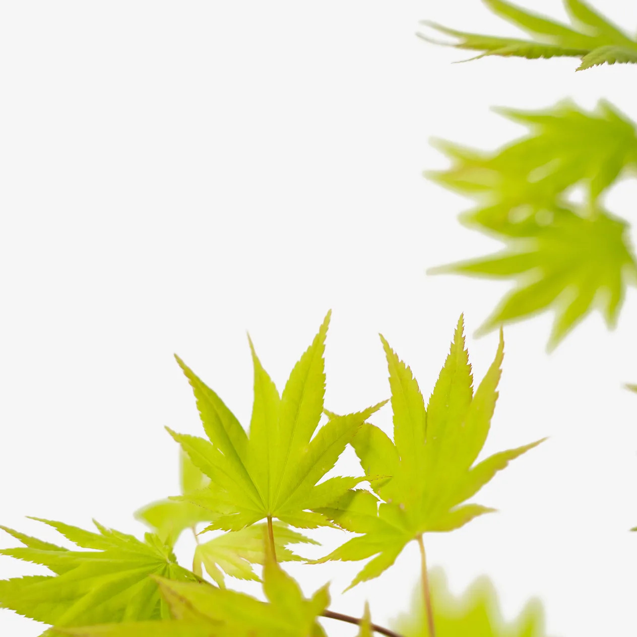 Buy Autumn Moon Japanese Maple For Sale | The Tree Center