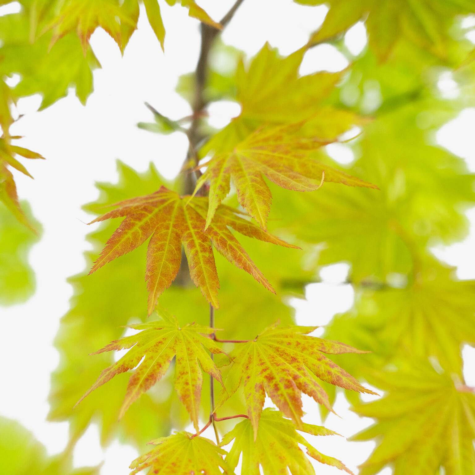 Buy Autumn Moon Japanese Maple For Sale | The Tree Center