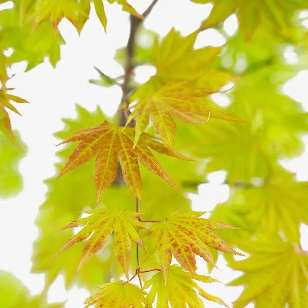 Buy Autumn Moon Japanese Maple For Sale | The Tree Center