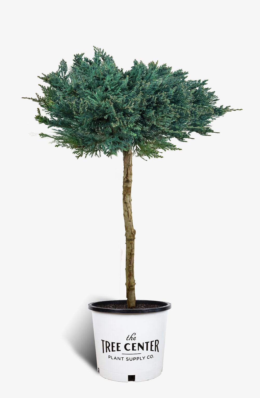 Blue Chip Juniper Tree Form For Sale Online | The Tree Center