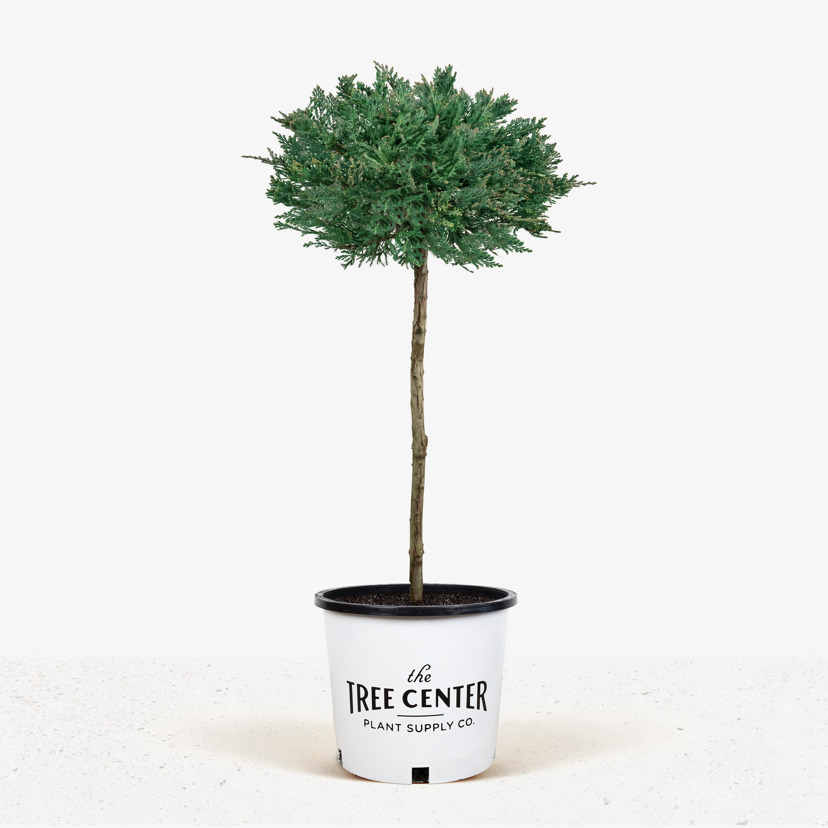 Blue Chip Juniper Tree Form For Sale Online | The Tree Center