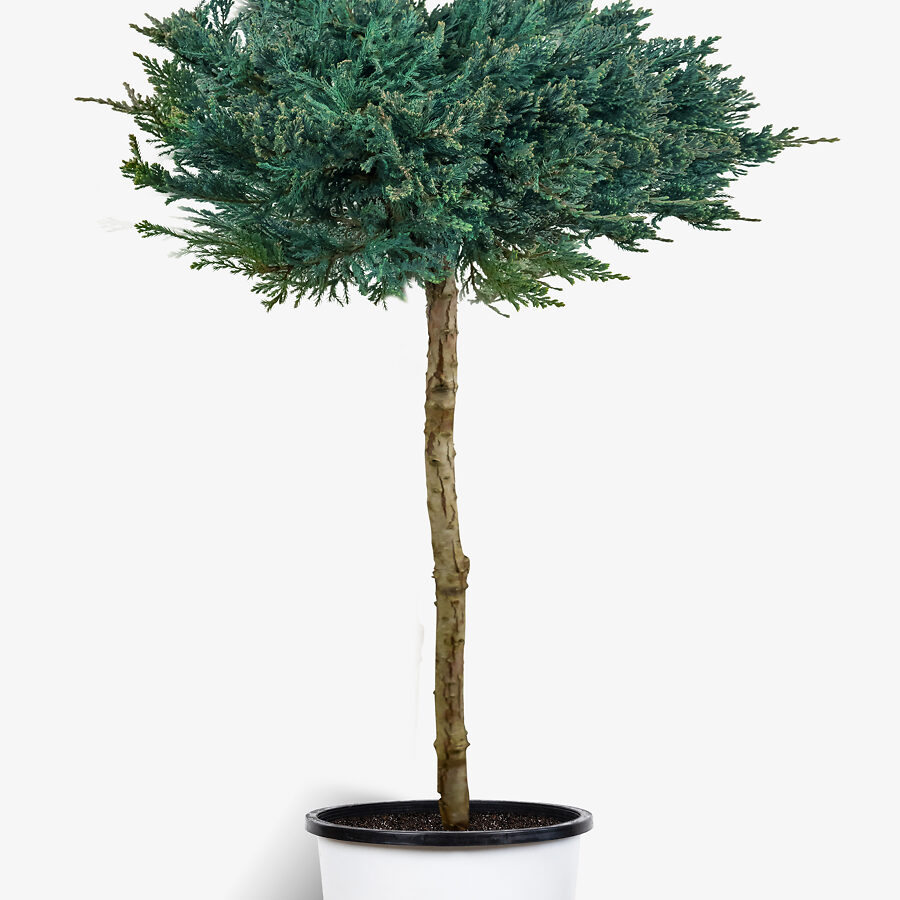 Blue Chip Juniper Tree Form For Sale Online | The Tree Center