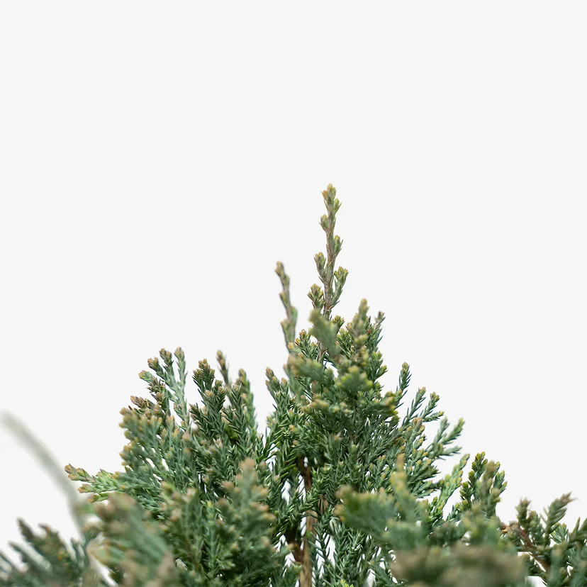 Blue Chip Juniper Tree Form For Sale Online | The Tree Center