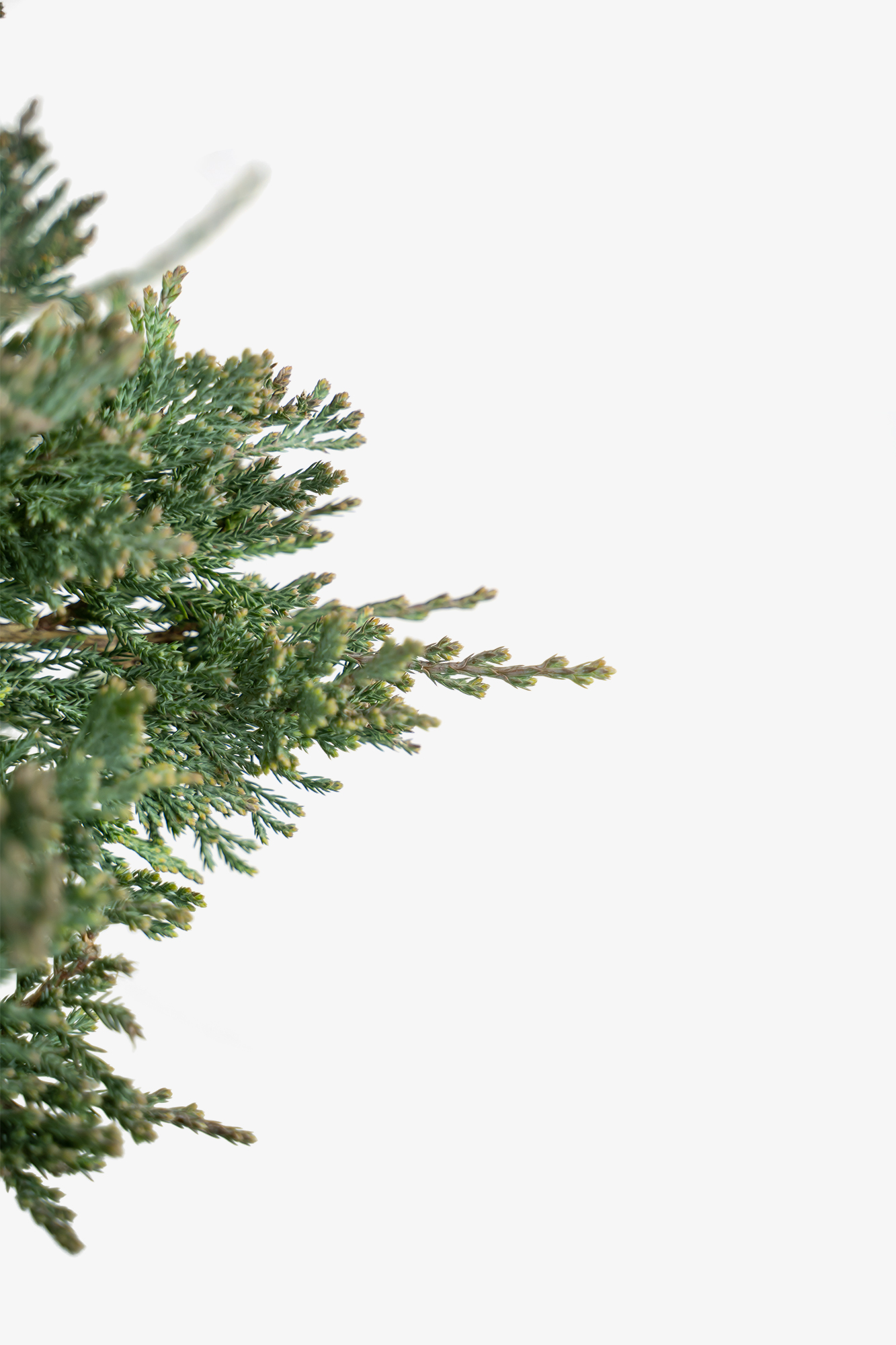 Blue Chip Juniper Tree Form For Sale Online | The Tree Center