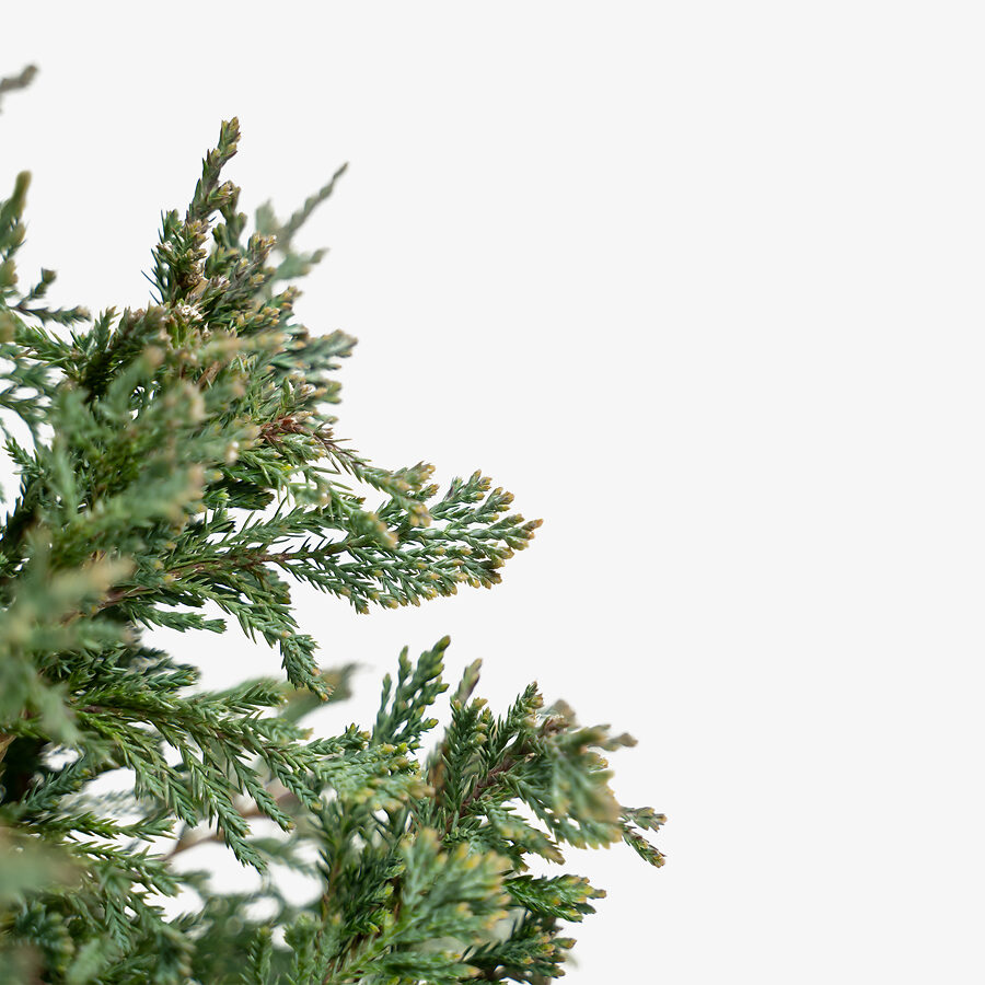 Blue Chip Juniper Tree Form For Sale Online | The Tree Center