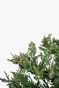 Blue Chip Juniper Tree Form For Sale Online | The Tree Center