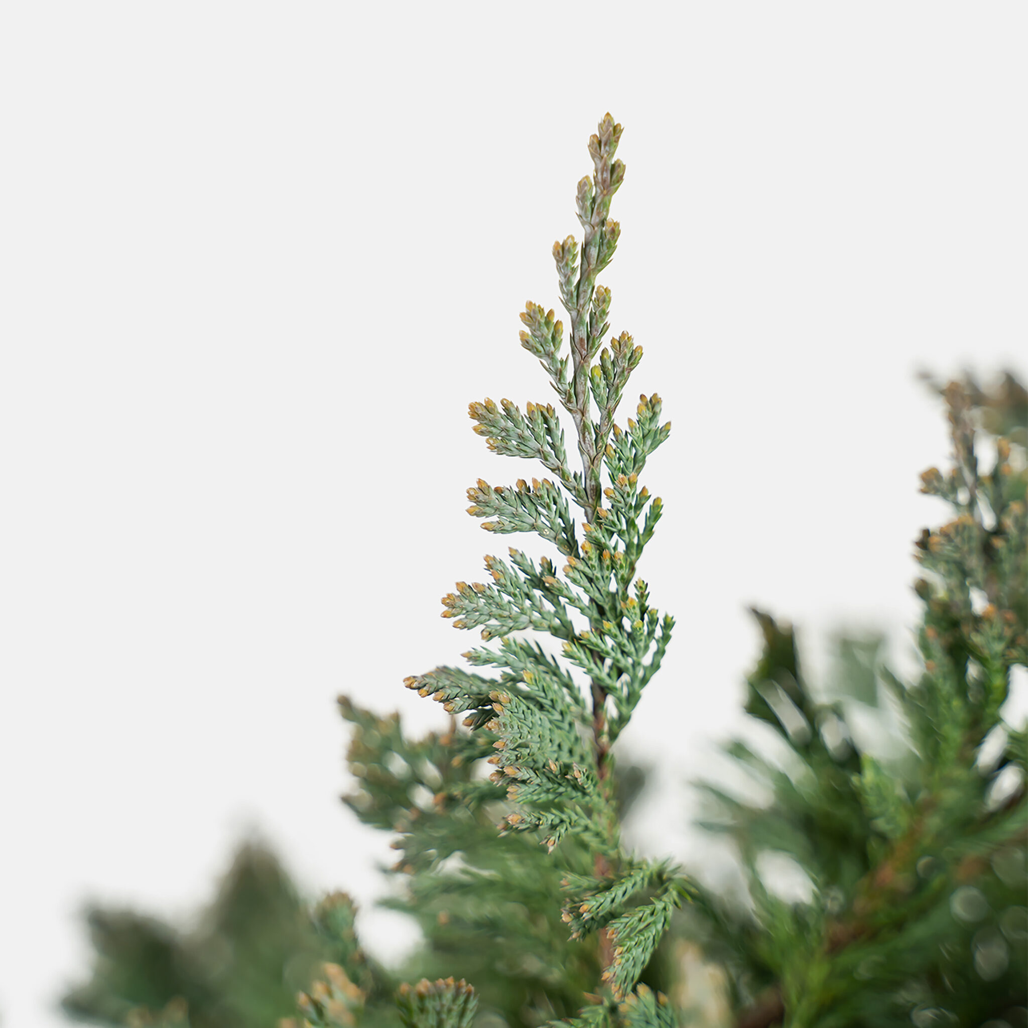 Blue Chip Juniper Tree Form For Sale Online | The Tree Center
