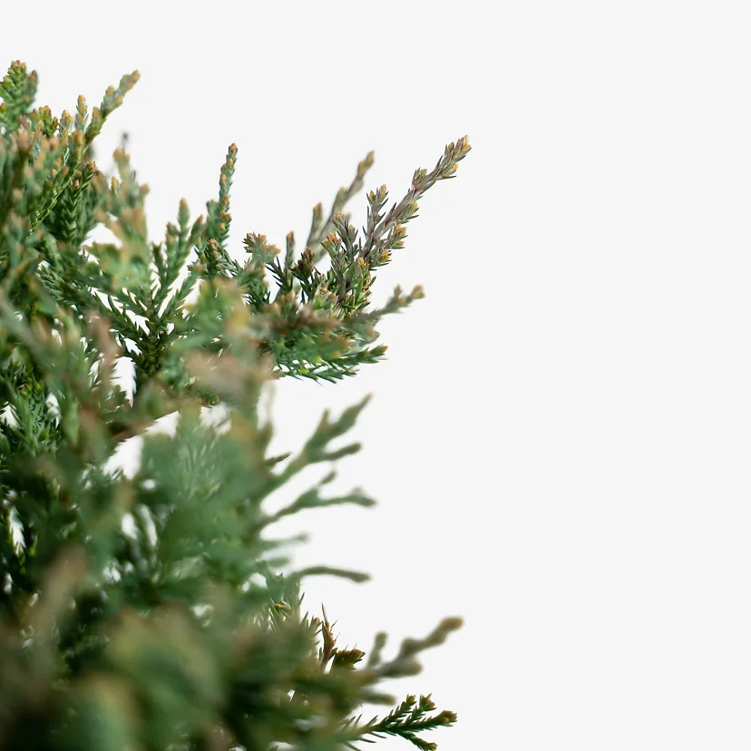 Blue Chip Juniper Tree Form For Sale Online | The Tree Center