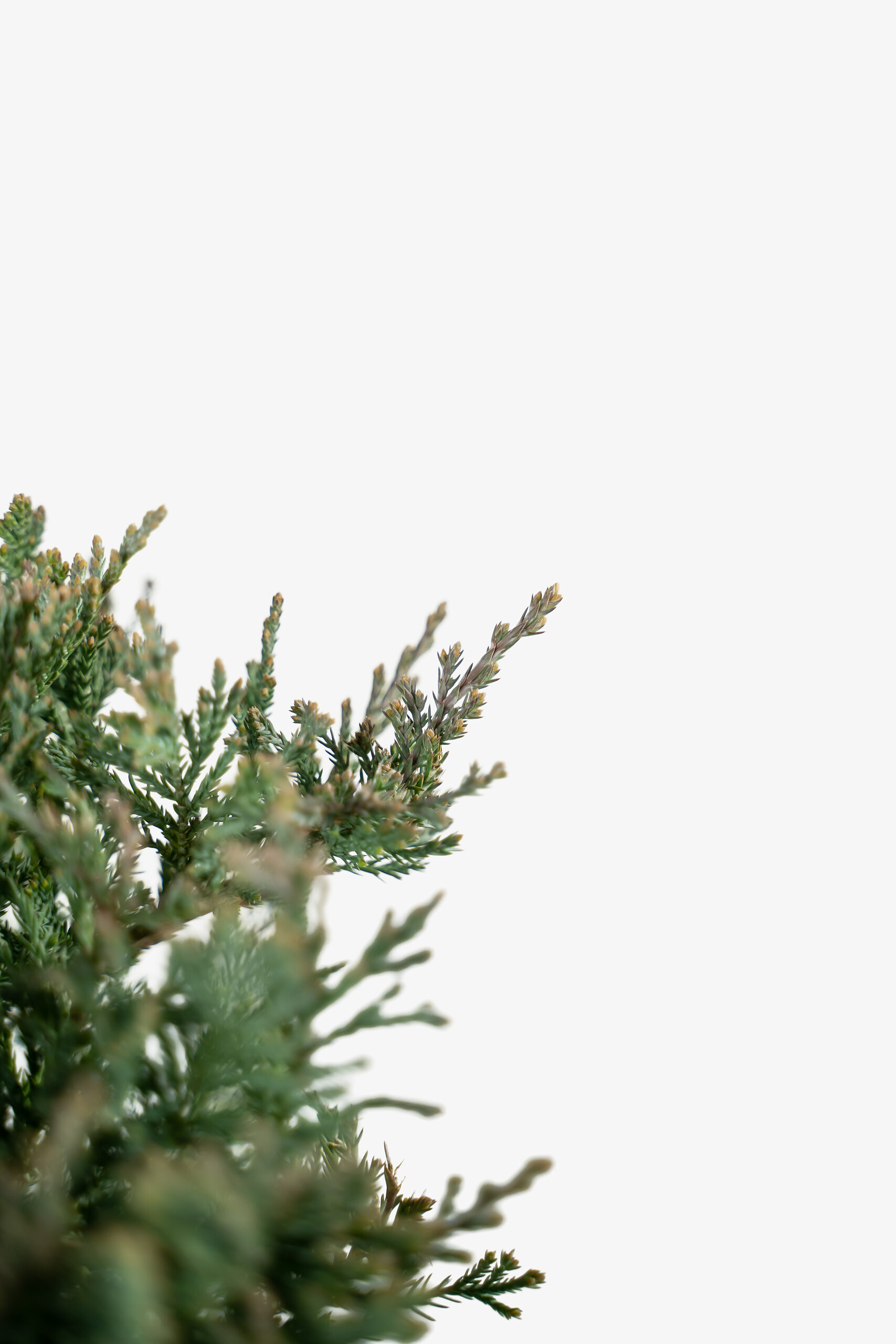 Blue Chip Juniper Tree Form For Sale Online | The Tree Center