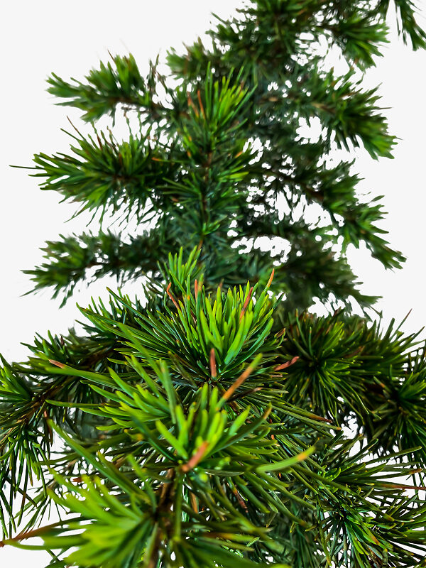 Feelin' Blue Deodar Cedar For Sale Online | The Tree Center