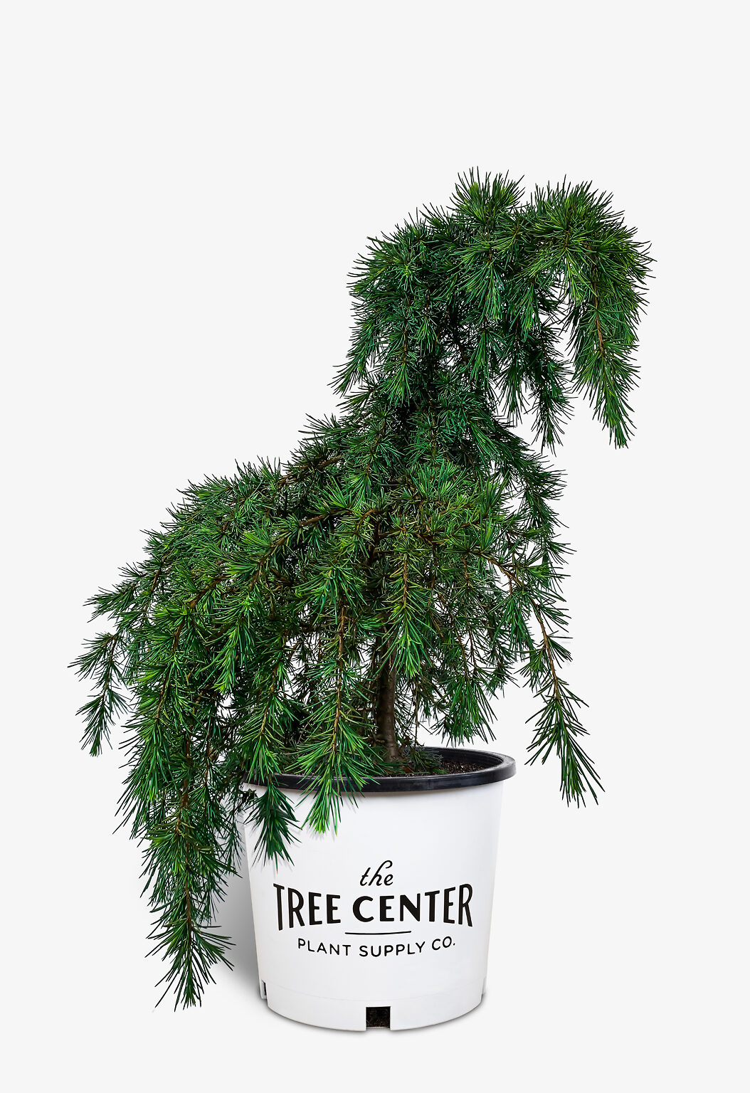 Feelin' Blue Deodar Cedar For Sale Online | The Tree Center