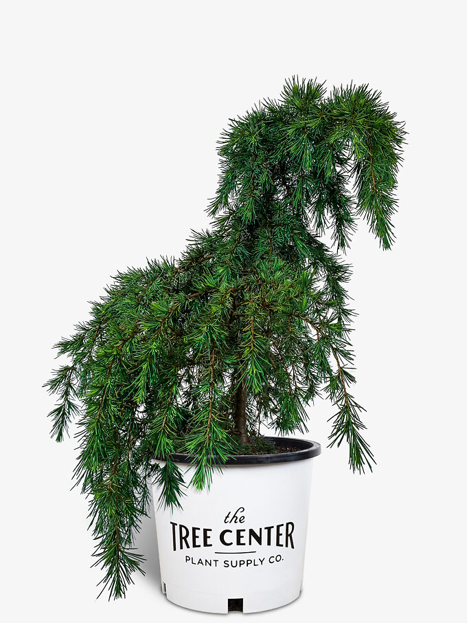 Deodar Cedar Tree For Sale Online | The Tree Center