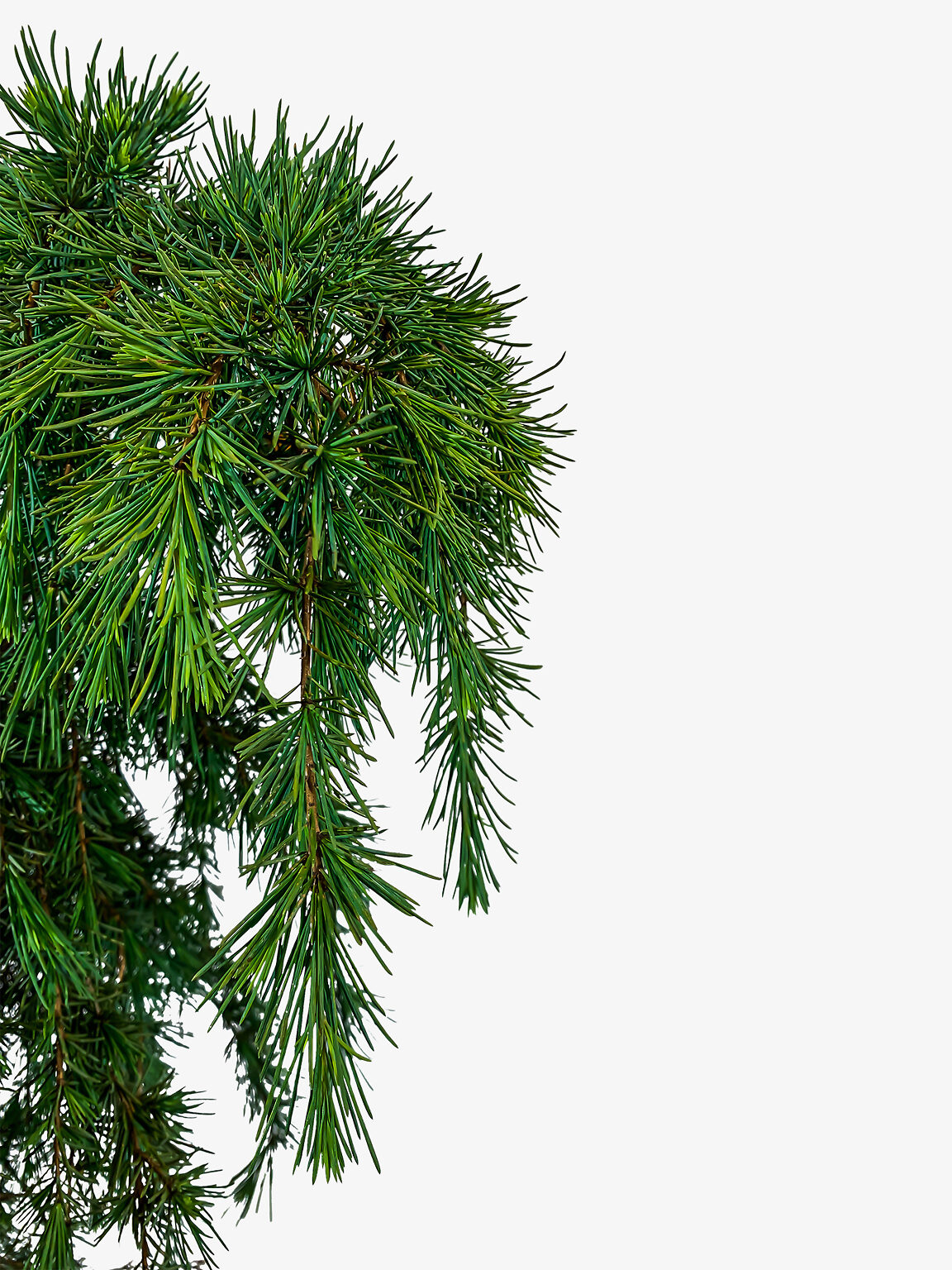 Feelin' Blue Deodar Cedar For Sale Online | The Tree Center
