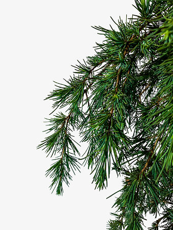 Feelin' Blue Deodar Cedar For Sale Online | The Tree Center